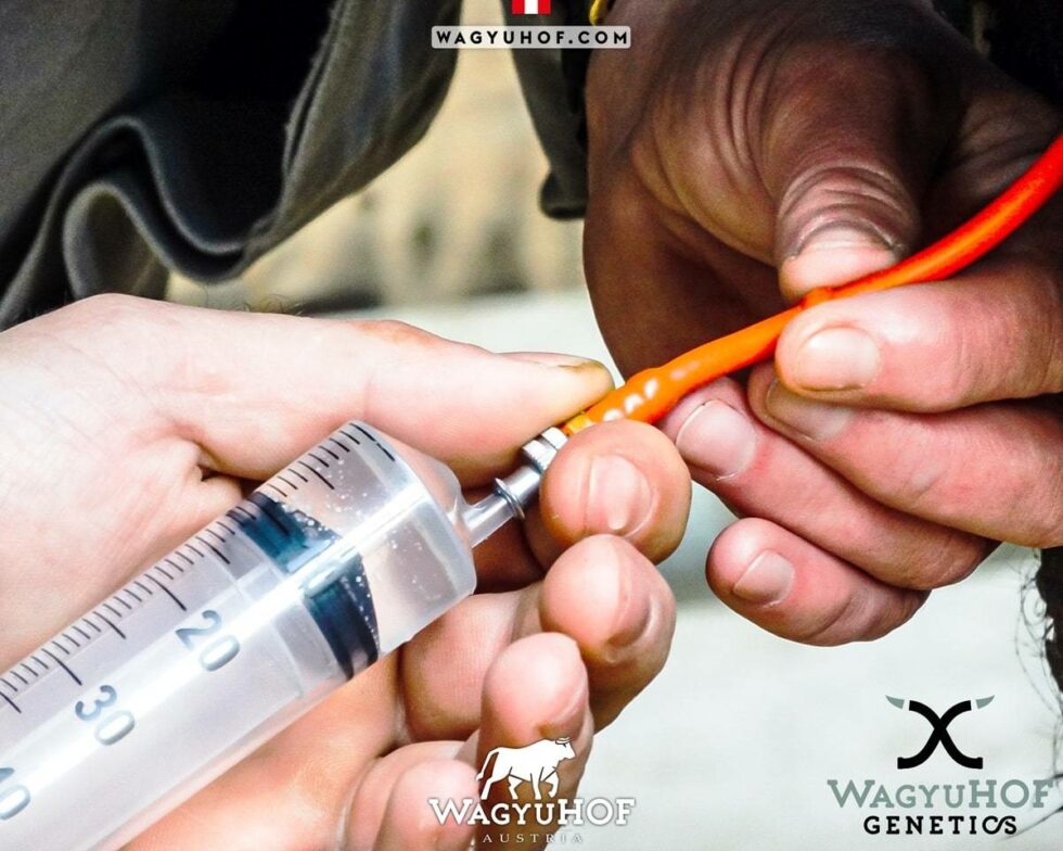 Wagyu embryos from austria - World-wide-delivery - 100% Fullblood