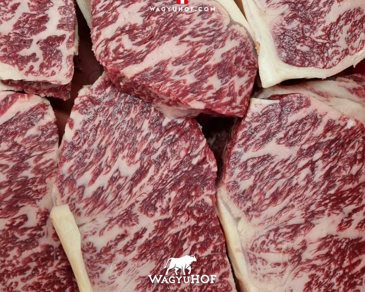New Wagyu Genetics - semen andcembryos from the best bulls!